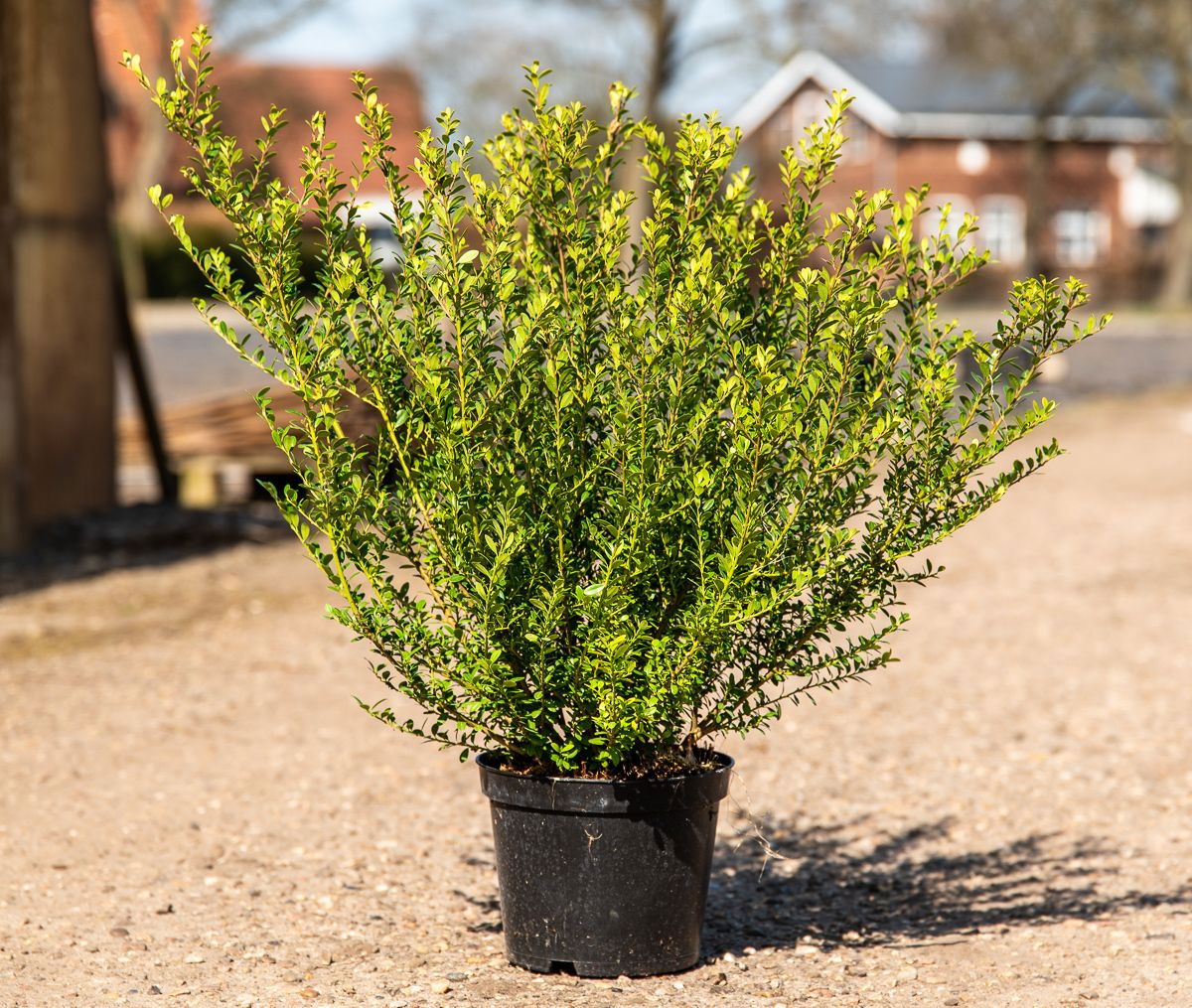 Berg-Ilex Glorie Dwarf ® - Ilex crenata Glorie Dwarf günstig kaufen