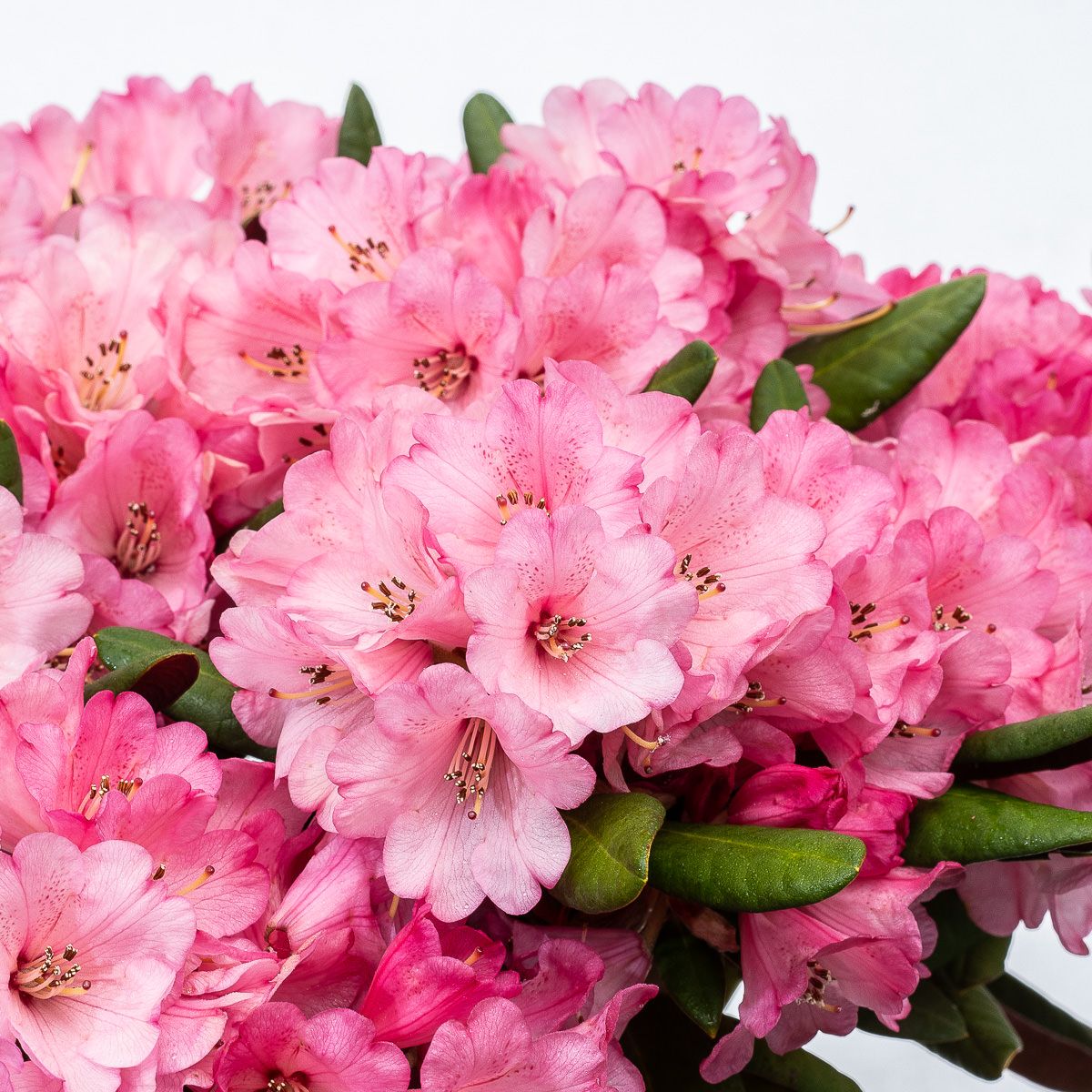 Rhododendron Wine and Roses - Rhododendron Hybride Wine and Roses ...