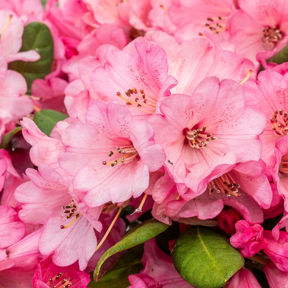 Rhododendron Wine and Roses - Rhododendron Hybride Wine and Roses ...