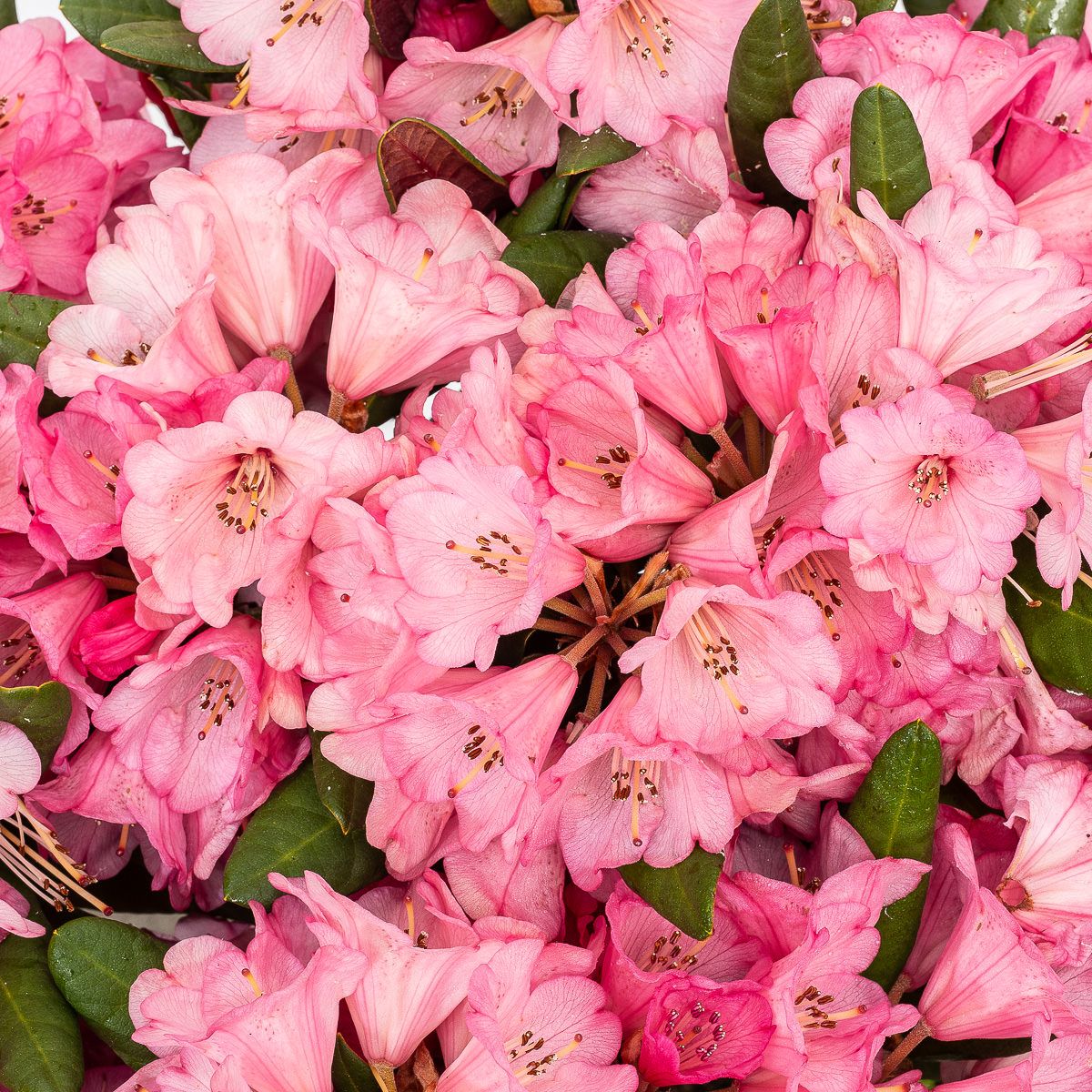Rhododendron Wine and Roses - Rhododendron Hybride Wine and Roses ...