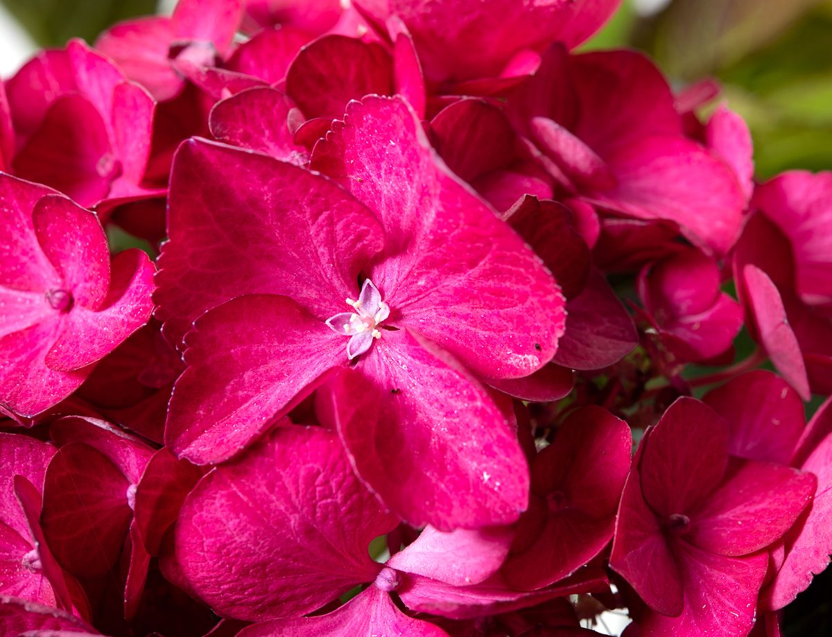 Bauernhortensie Royal Red lila - Hydrangea macrophylla Royal Red lila ...