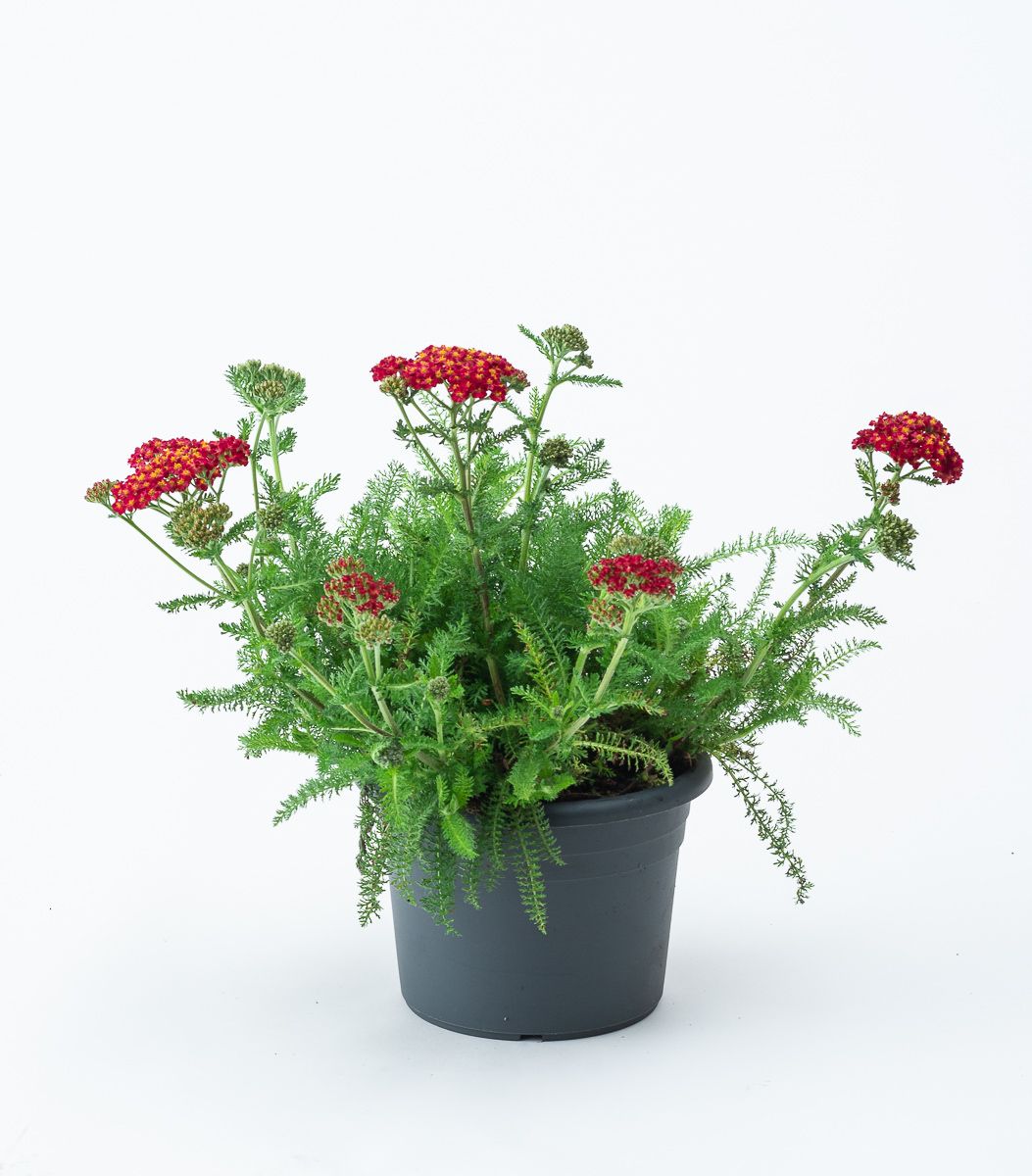 Schafgarbe Milly Rock Red - Achillea millefolium Milly Rock Red günstig ...