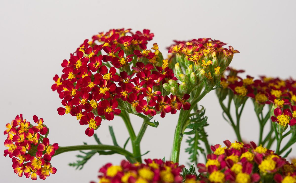 Schafgarbe Milly Rock Red - Achillea millefolium Milly Rock Red günstig ...