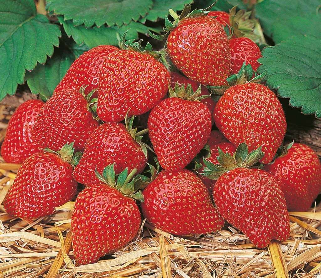 Hängeerdbeere Elan - Fragaria x ananassa Elan F1 günstig kaufen