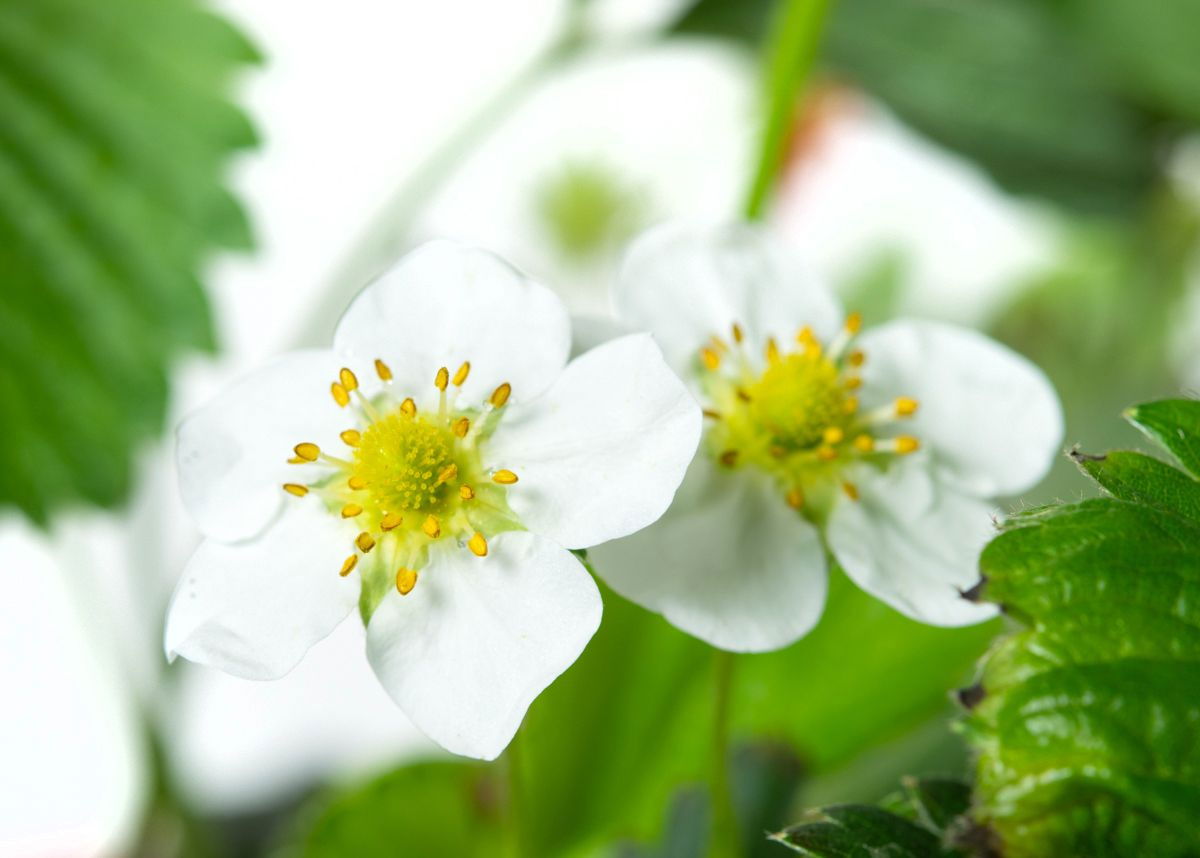 Hängeerdbeere Elan - Fragaria x ananassa Elan F1 günstig kaufen