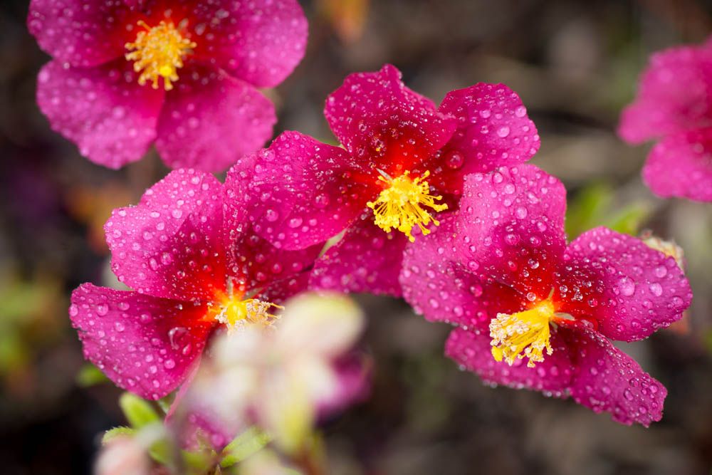 Sonnenröschen Hartswood Ruby - Helianthemum cultorum Hartswood Ruby ...