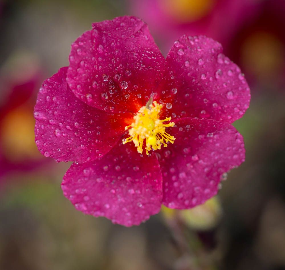 Sonnenröschen Hartswood Ruby - Helianthemum cultorum Hartswood Ruby ...