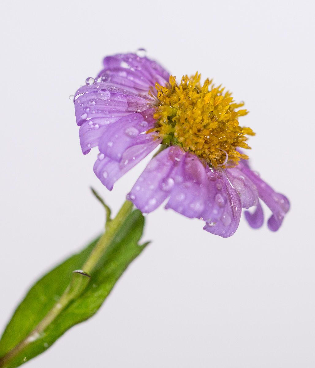 Schönaster Blue Star - Kalimeris incisa Blue Star günstig kaufen