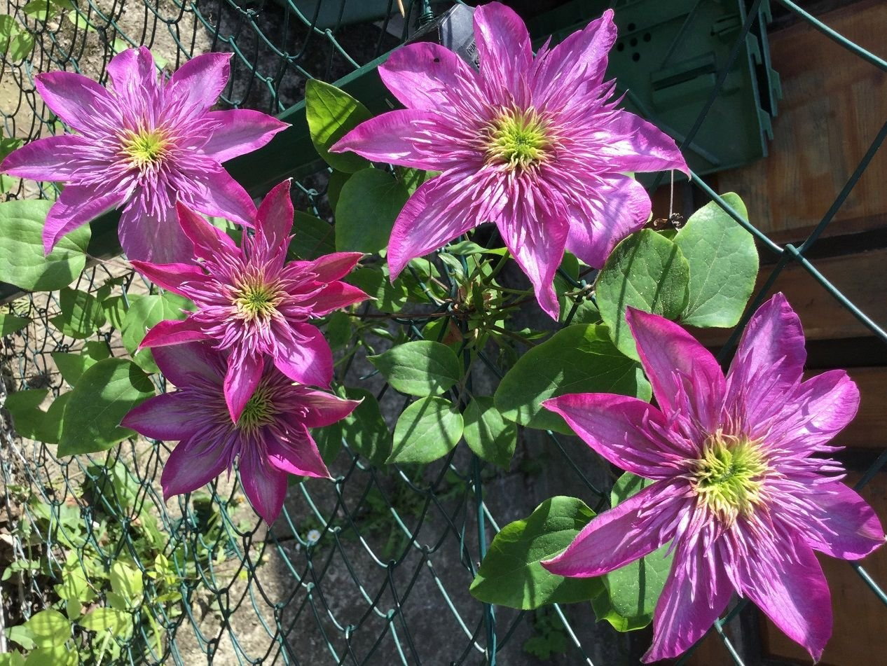 Waldrebe Kaiser - Clematis Kaiser günstig kaufen