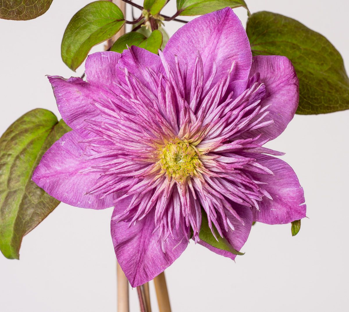 Waldrebe Kaiser - Clematis Kaiser günstig kaufen
