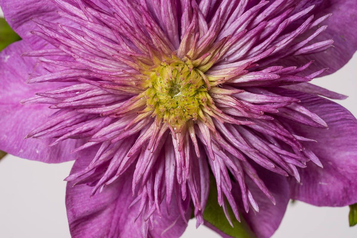 Waldrebe Kaiser - Clematis Kaiser günstig kaufen