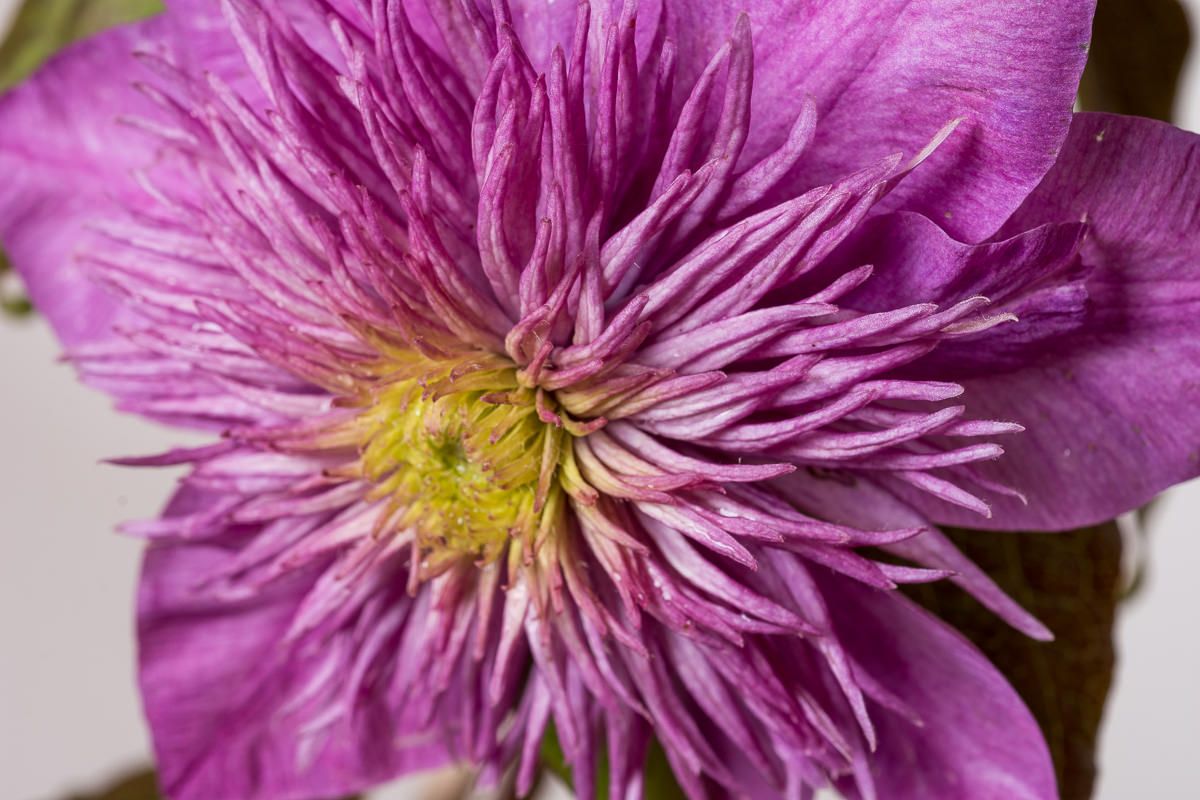 Waldrebe Kaiser - Clematis Kaiser günstig kaufen