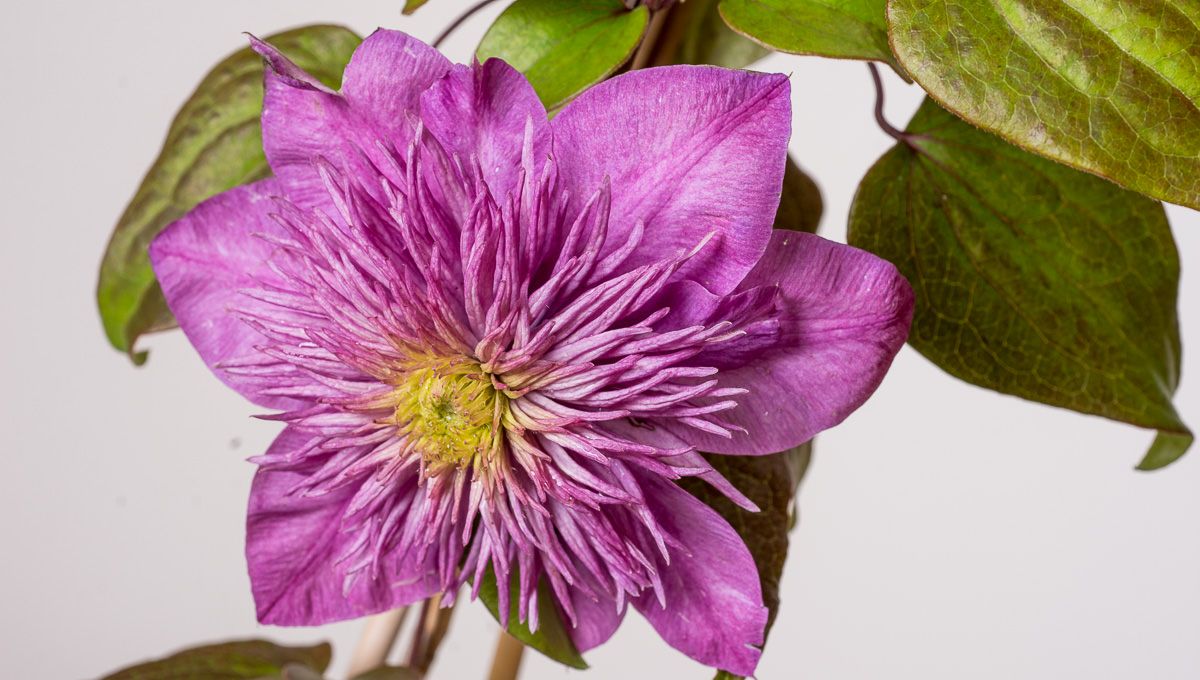 Waldrebe Kaiser - Clematis Kaiser günstig kaufen