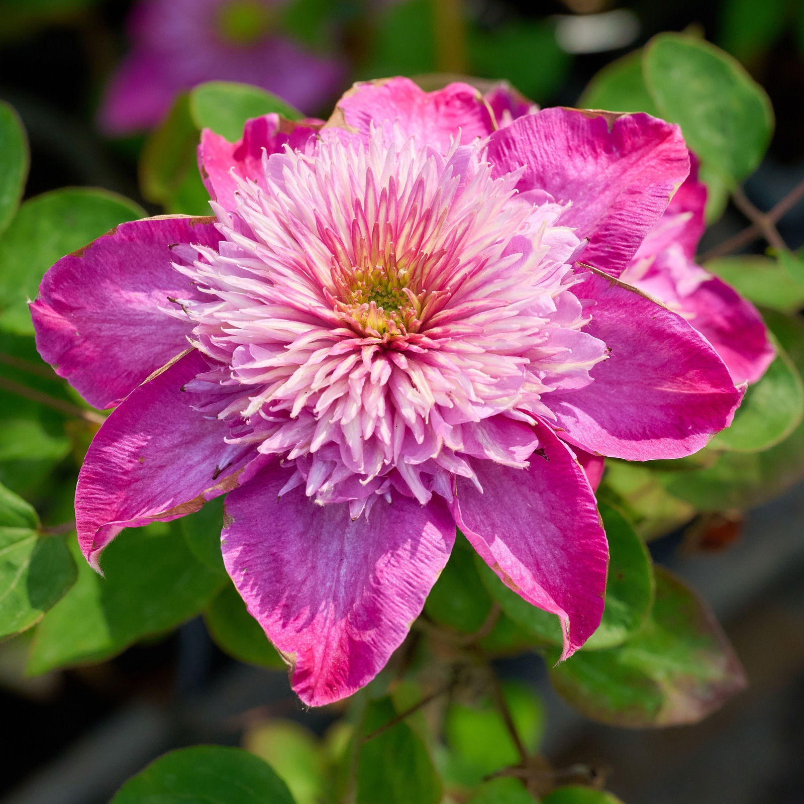 Waldrebe Kaiser - Clematis Kaiser günstig kaufen