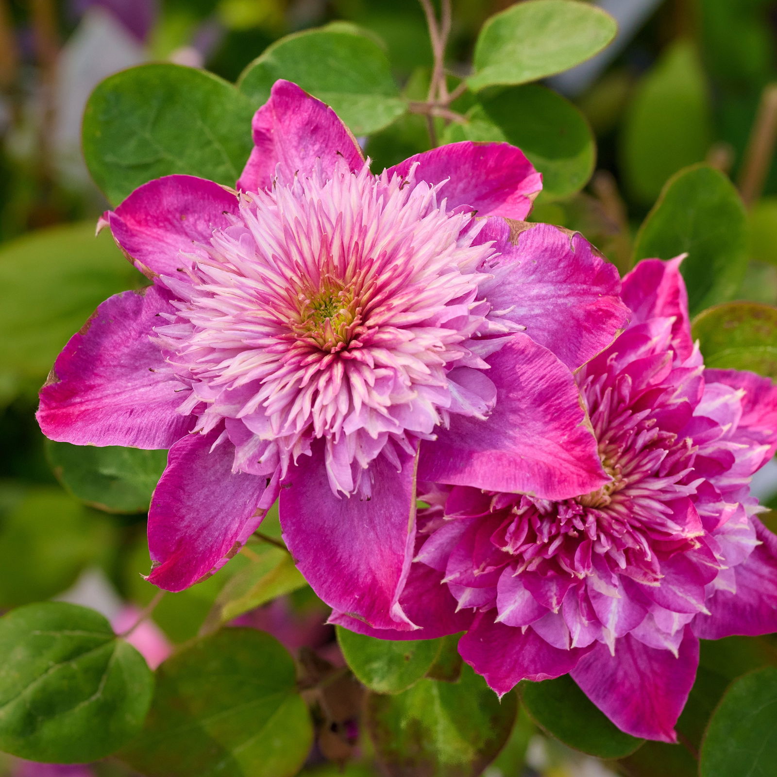 Waldrebe Kaiser - Clematis Kaiser günstig kaufen