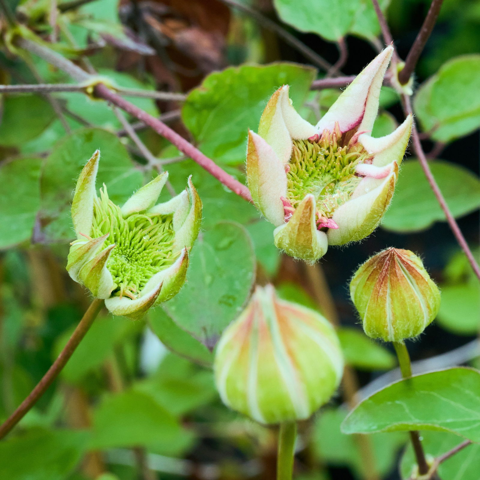 Waldrebe Kaiser - Clematis Kaiser günstig kaufen
