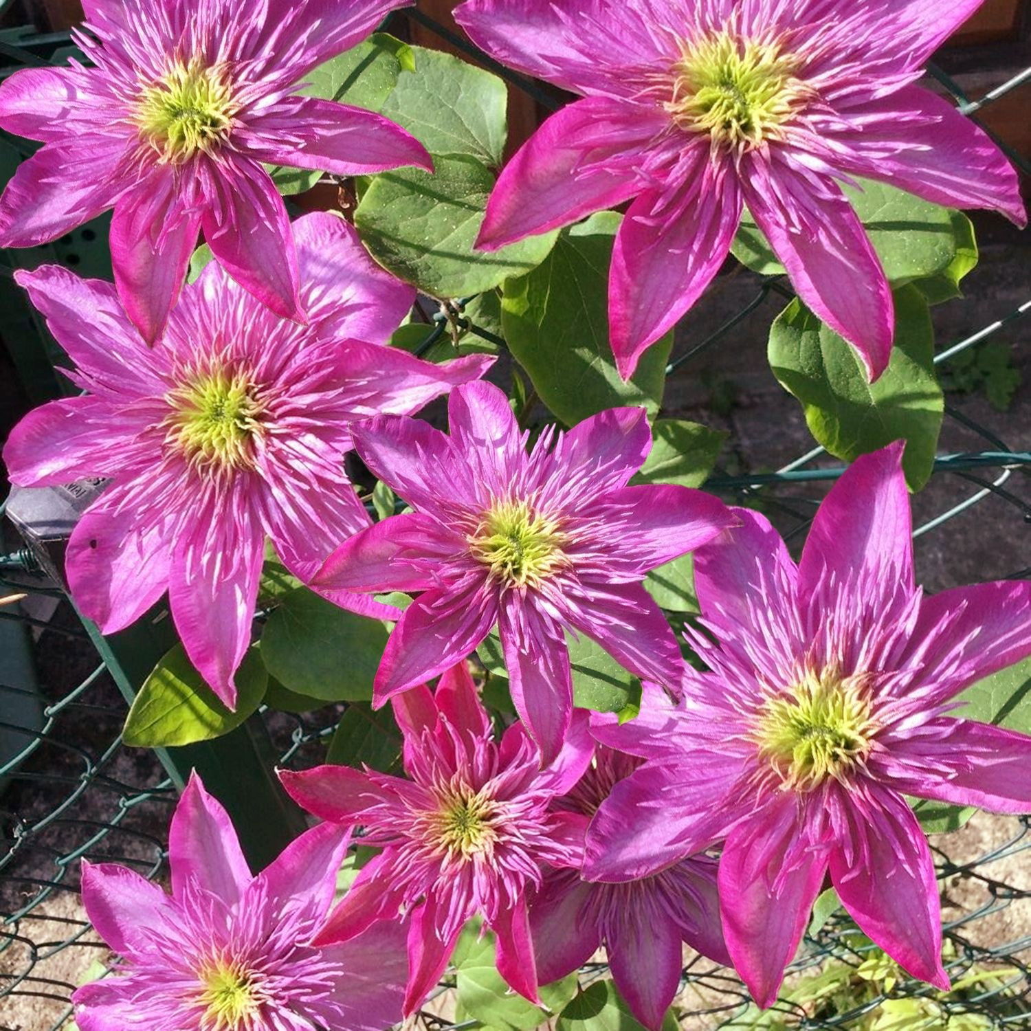 Waldrebe Kaiser - Clematis Kaiser günstig kaufen