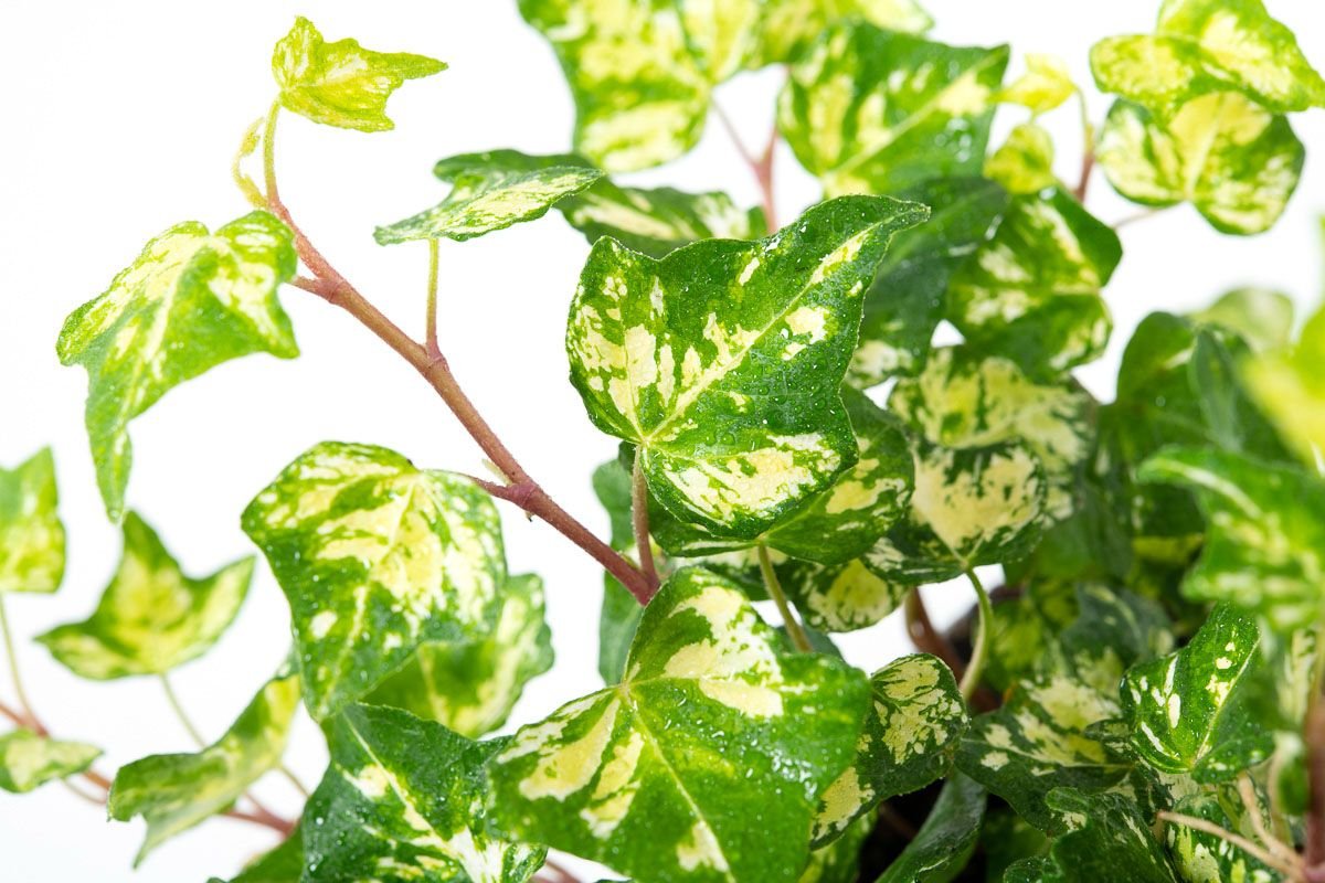 Gold-grüner Efeu - Hedera Helix Goldheart günstig kaufen