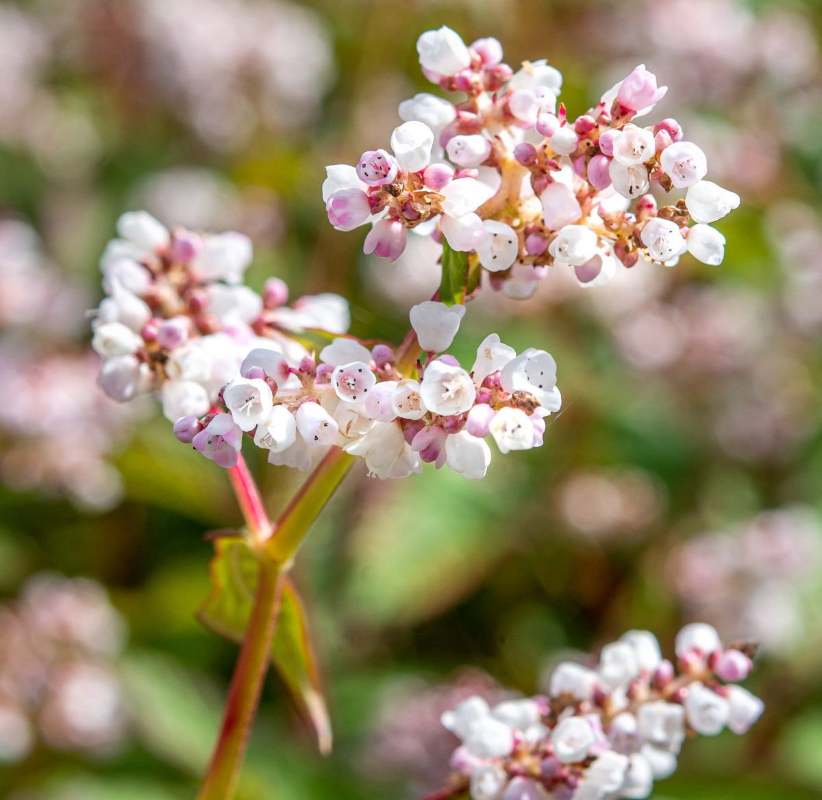 Bergknöterich Johanniswolke - Aconogonon speciosum Johanniswolke ...