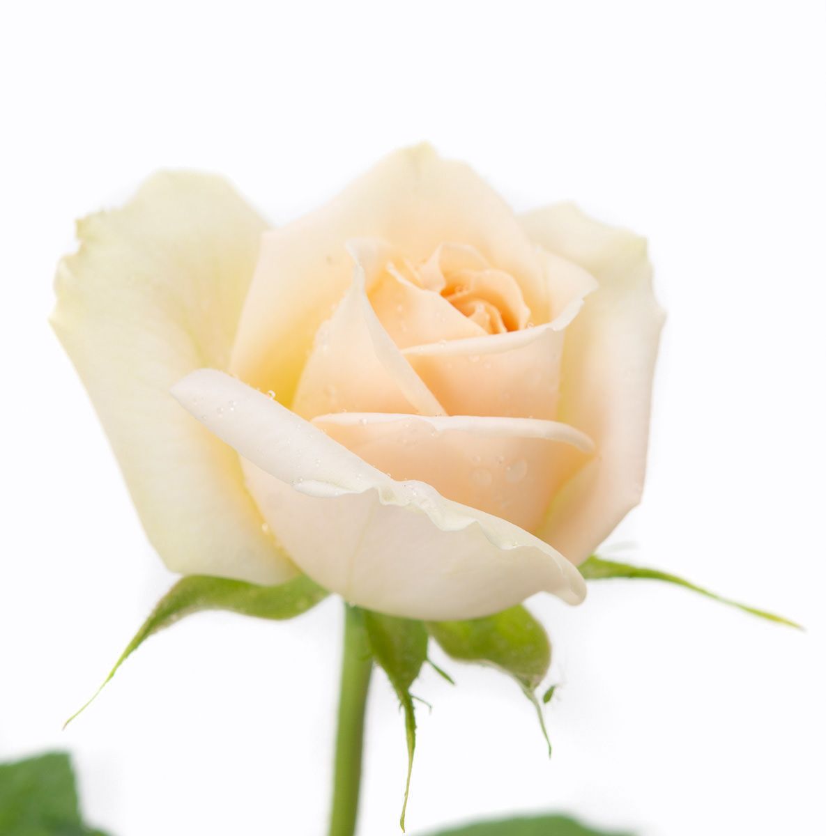 Rose Matthias Claudius ® - Rosa Matthias Claudius ® günstig kaufen