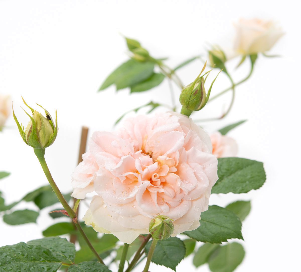 Rose Matthias Claudius ® - Rosa Matthias Claudius ® günstig kaufen