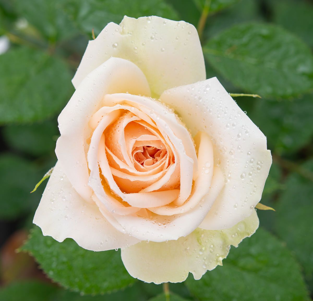 Rose Matthias Claudius ® - Rosa Matthias Claudius ® günstig kaufen