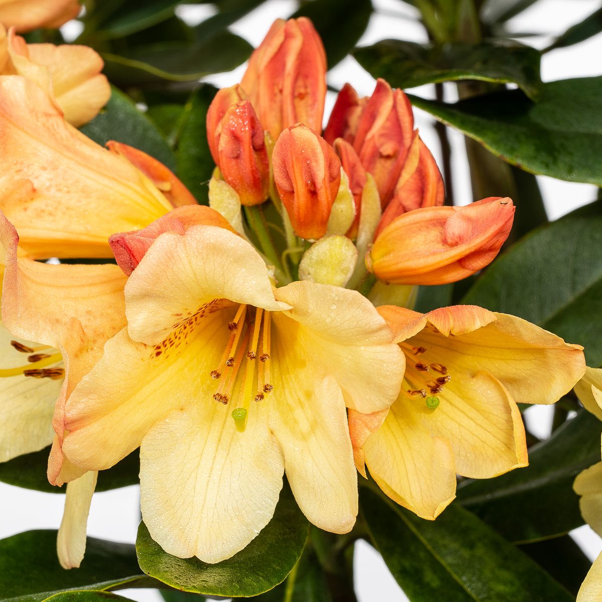 Rhododendron Moon Fire - Rhododendron Hybr. Moon Fire günstig kaufen