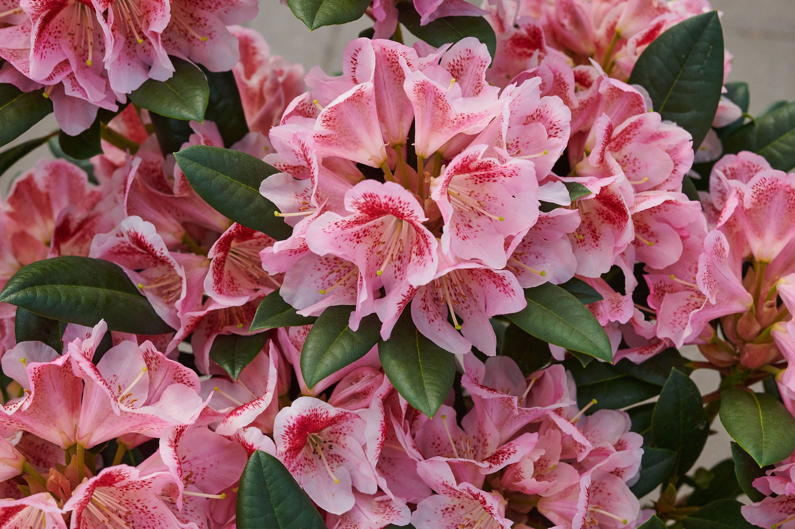 Rhododendron Nerisha - Rhododendron Hybride Nerisha günstig kaufen