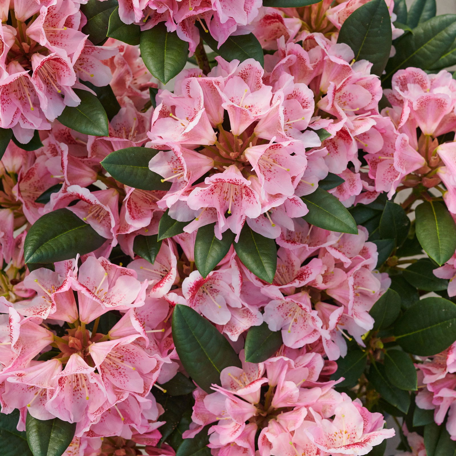 Rhododendron Nerisha - Rhododendron Hybride Nerisha günstig kaufen