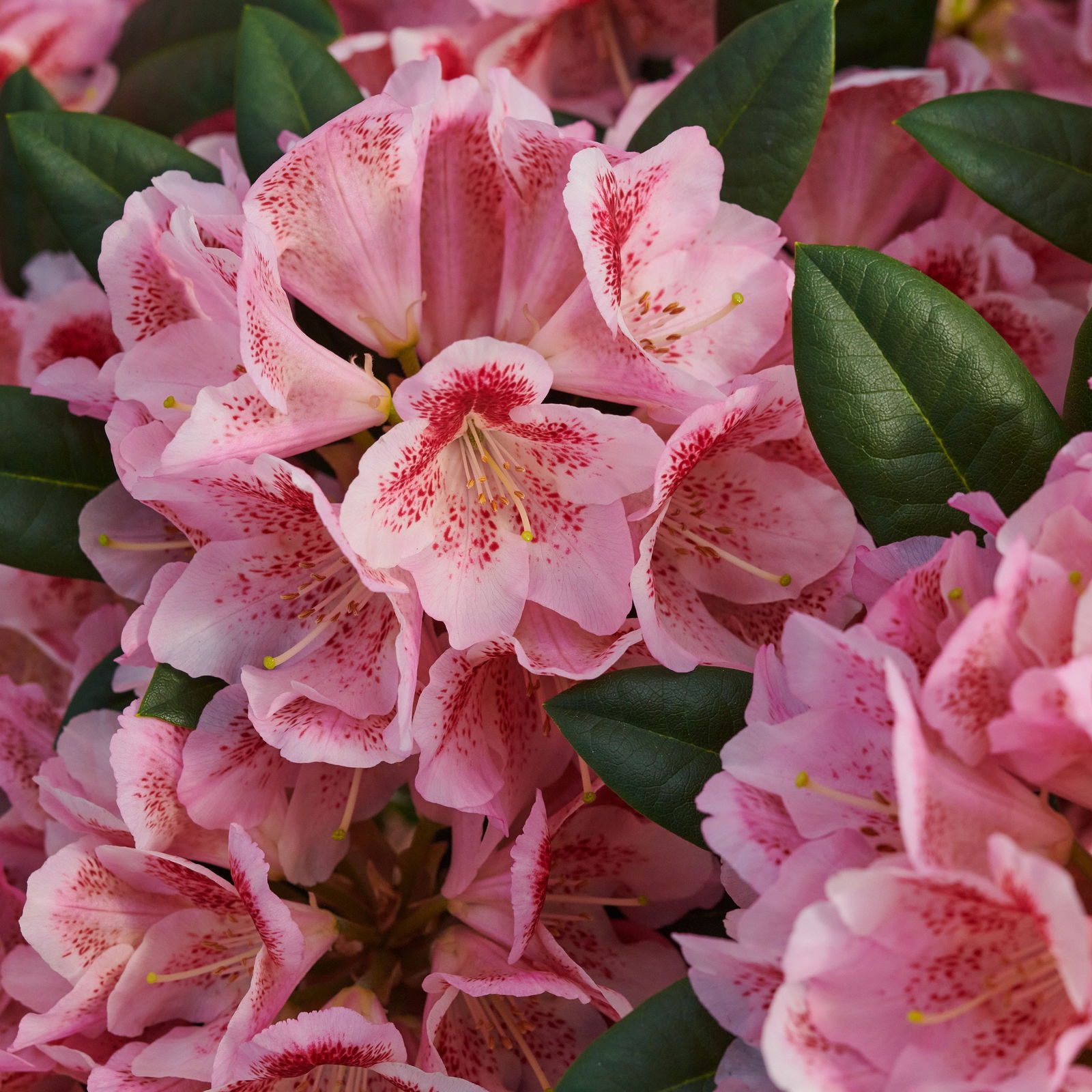 Rhododendron Nerisha - Rhododendron Hybride Nerisha günstig kaufen
