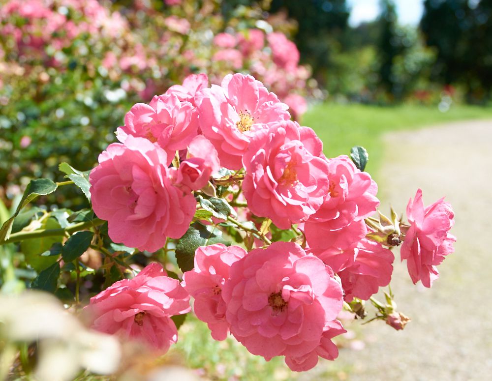 Bodendeckerrose Knirps - Rosa Knirps ® günstig kaufen