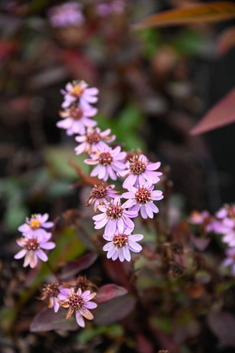 Asiatische Wildaster Harry Schmidt - Aster ageratoides ovatus Harry ...