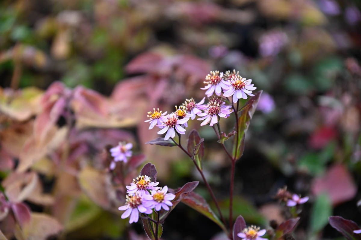 Asiatische Wildaster Harry Schmidt - Aster ageratoides ovatus Harry ...