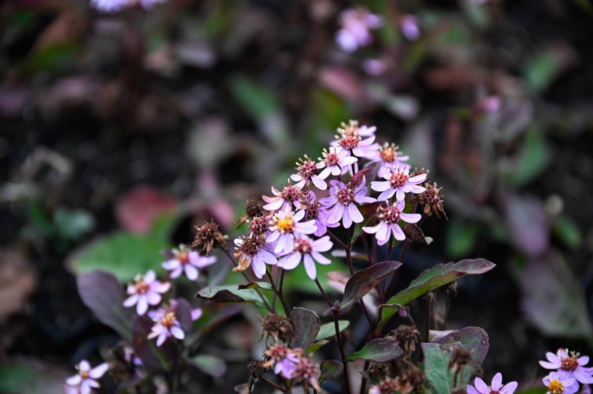 Asiatische Wildaster Harry Schmidt - Aster ageratoides ovatus Harry ...