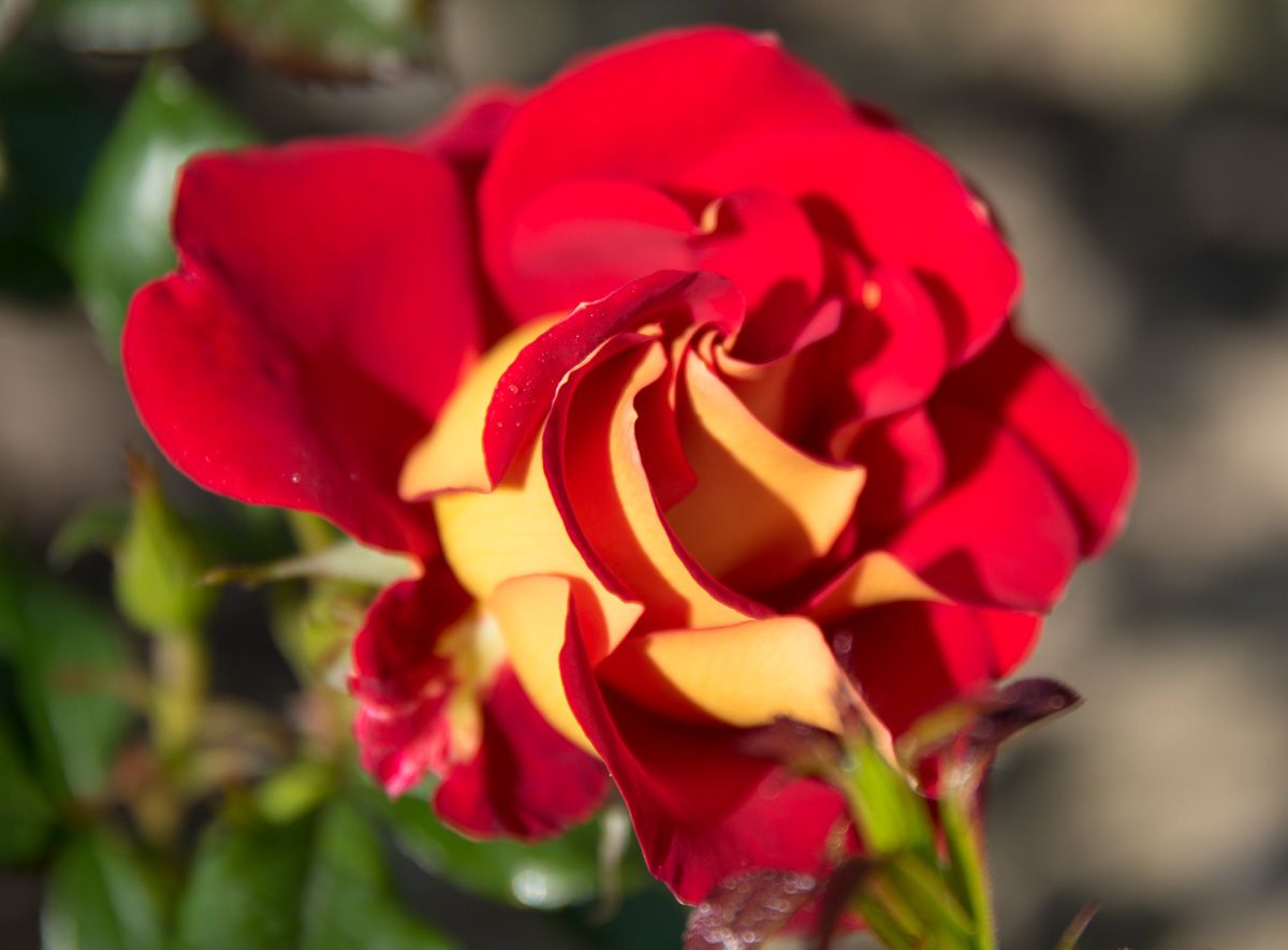 Rose Ketchup & Mustard - Rosa Ketchup & Mustard günstig kaufen