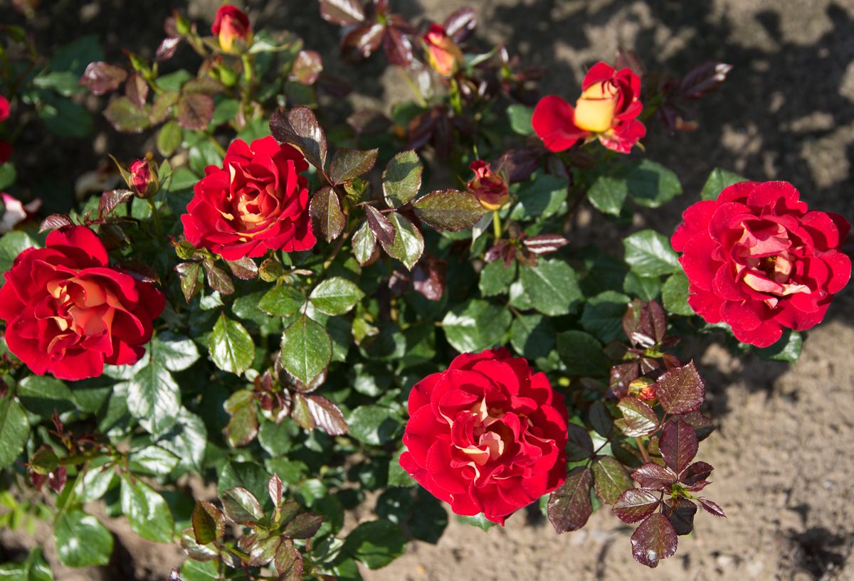 Rose Ketchup & Mustard - Rosa Ketchup & Mustard günstig kaufen