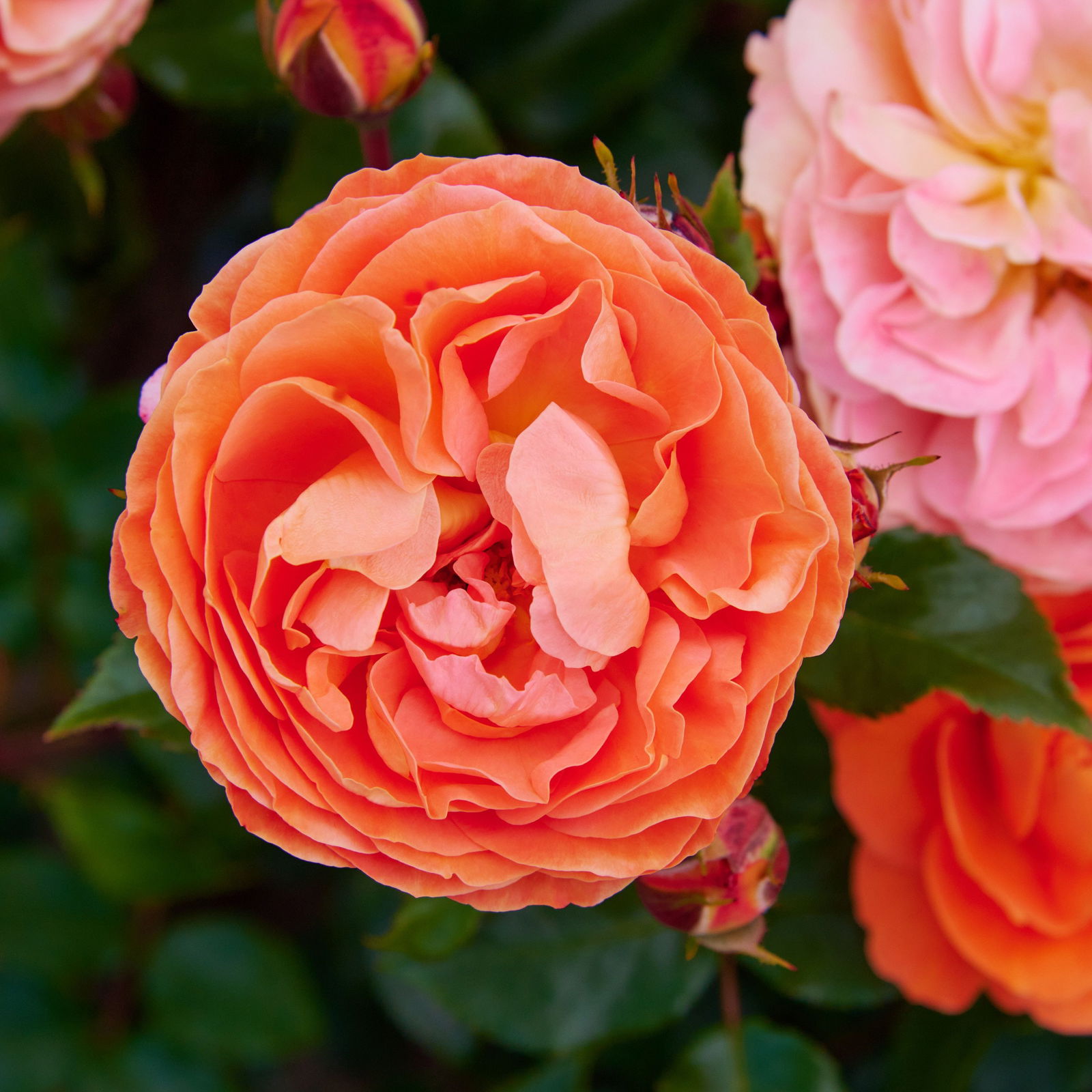 Rose Phoenix - Rosa Phoenix günstig kaufen