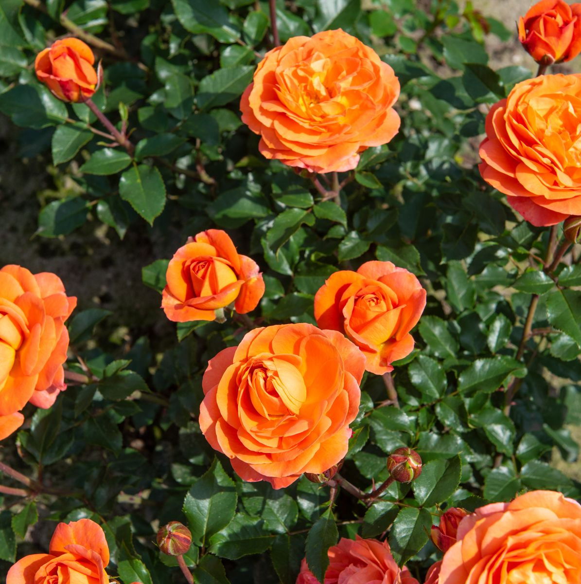 Rose Phoenix - Rosa Phoenix günstig kaufen