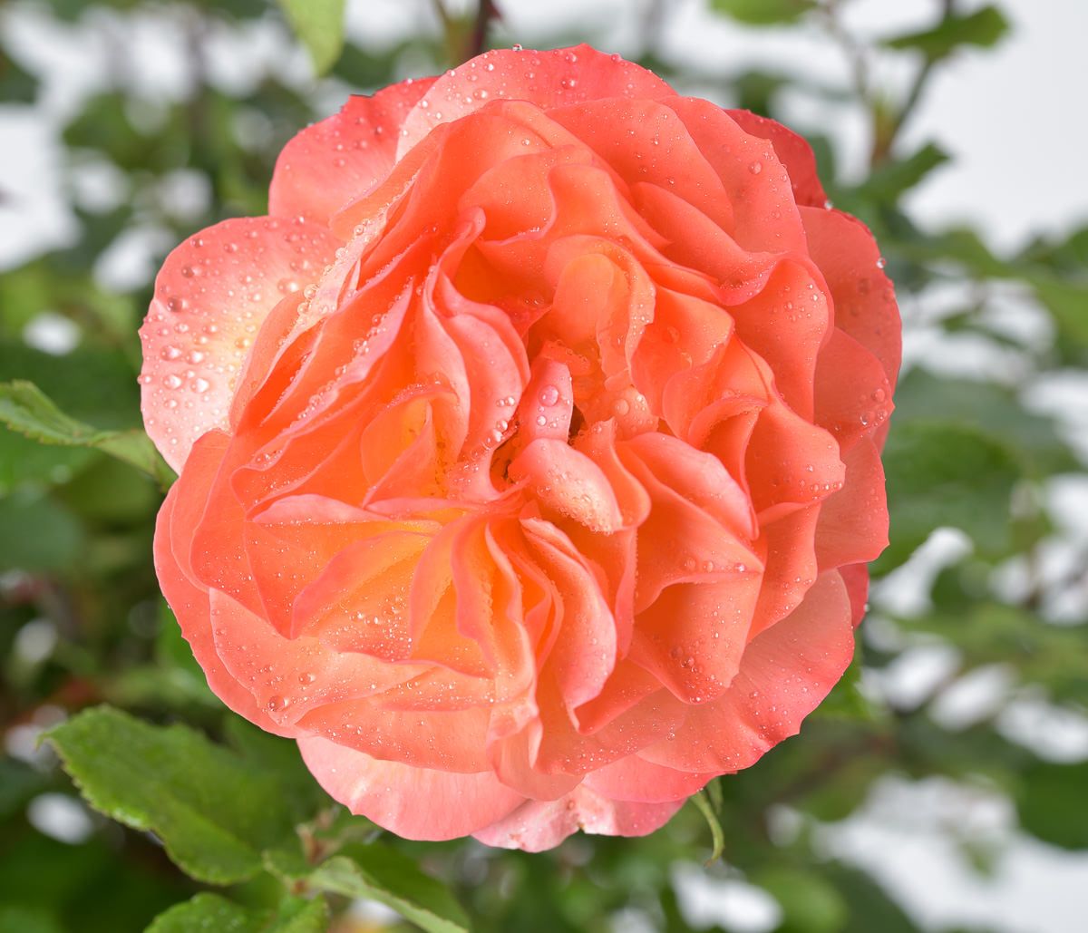 Rose Phoenix - Rosa Phoenix günstig kaufen