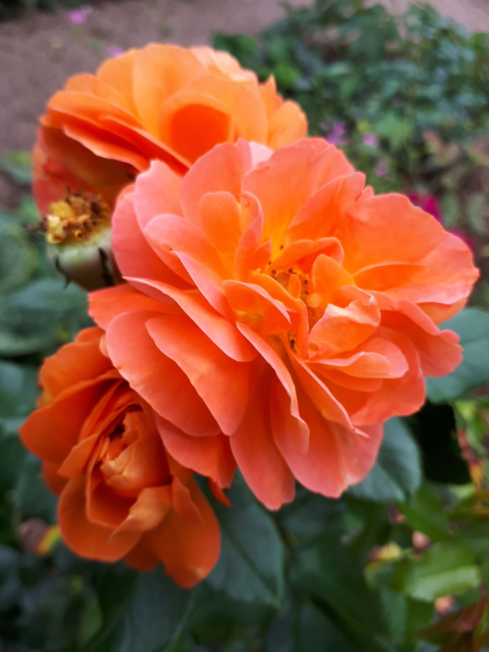 Rose Phoenix - Rosa Phoenix günstig kaufen