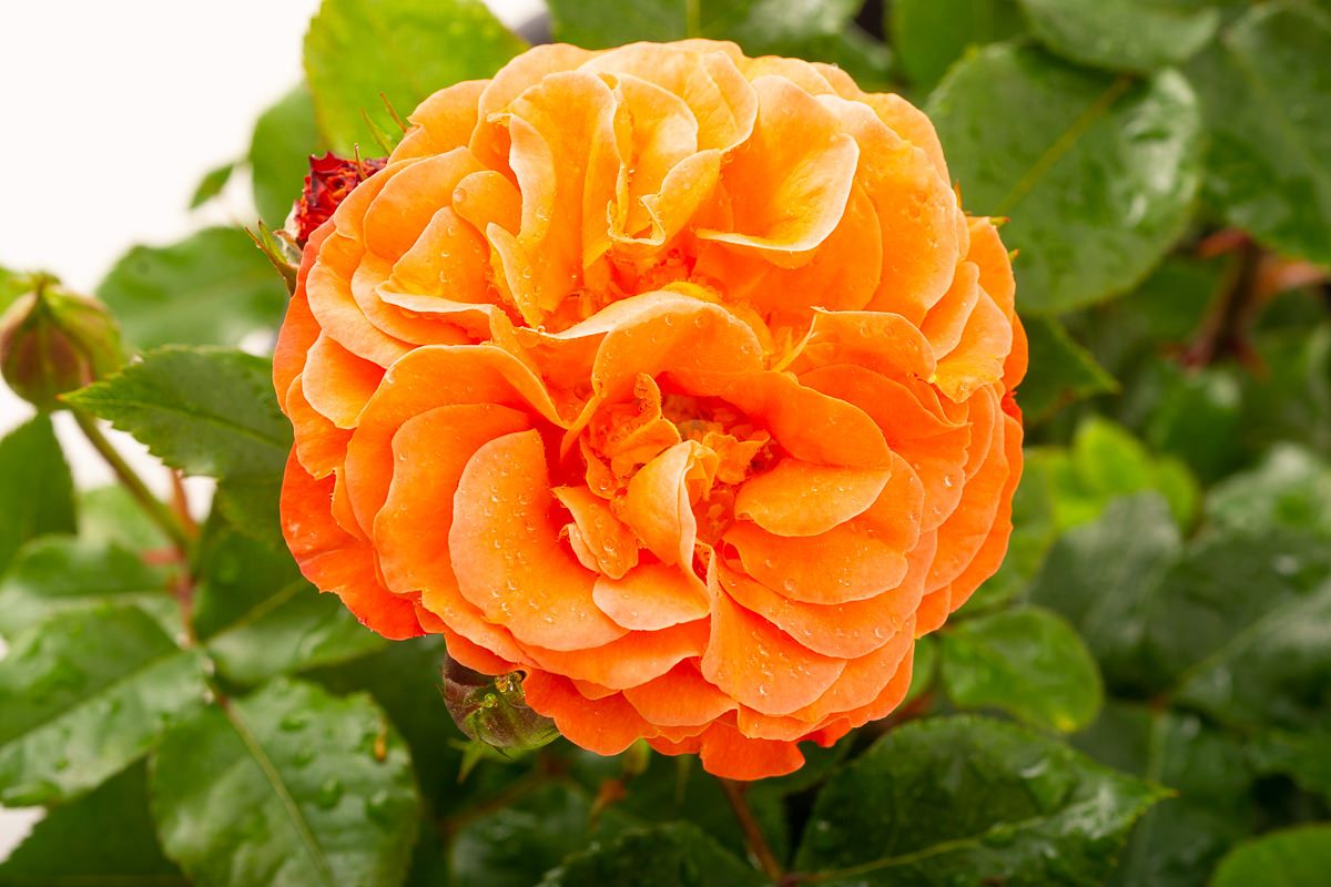 Rose Phoenix - Rosa Phoenix günstig kaufen