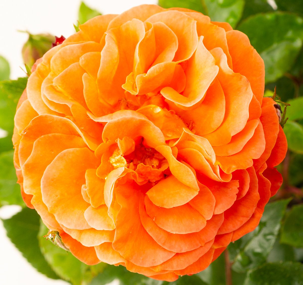 Rose Phoenix - Rosa Phoenix günstig kaufen