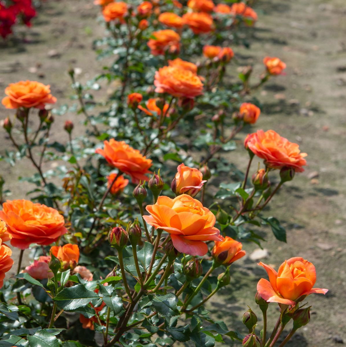 Rose Phoenix - Rosa Phoenix günstig kaufen