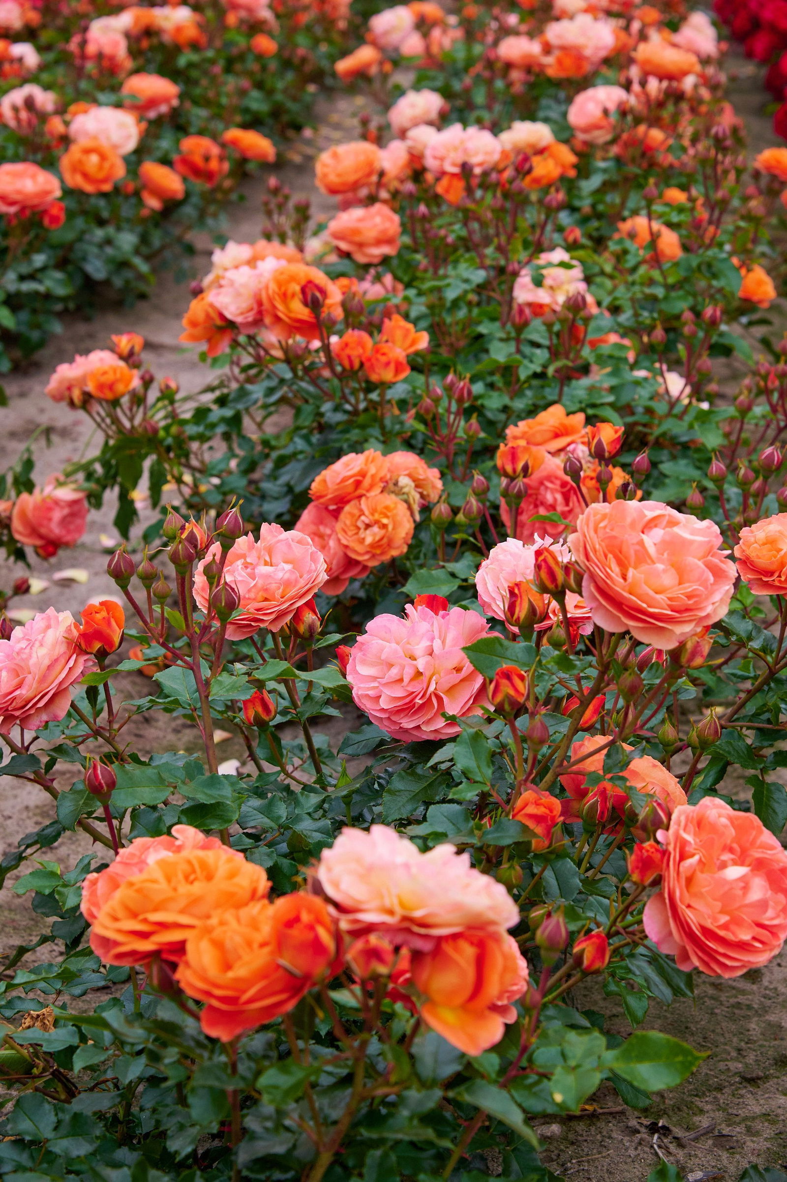 Rose Phoenix - Rosa Phoenix günstig kaufen