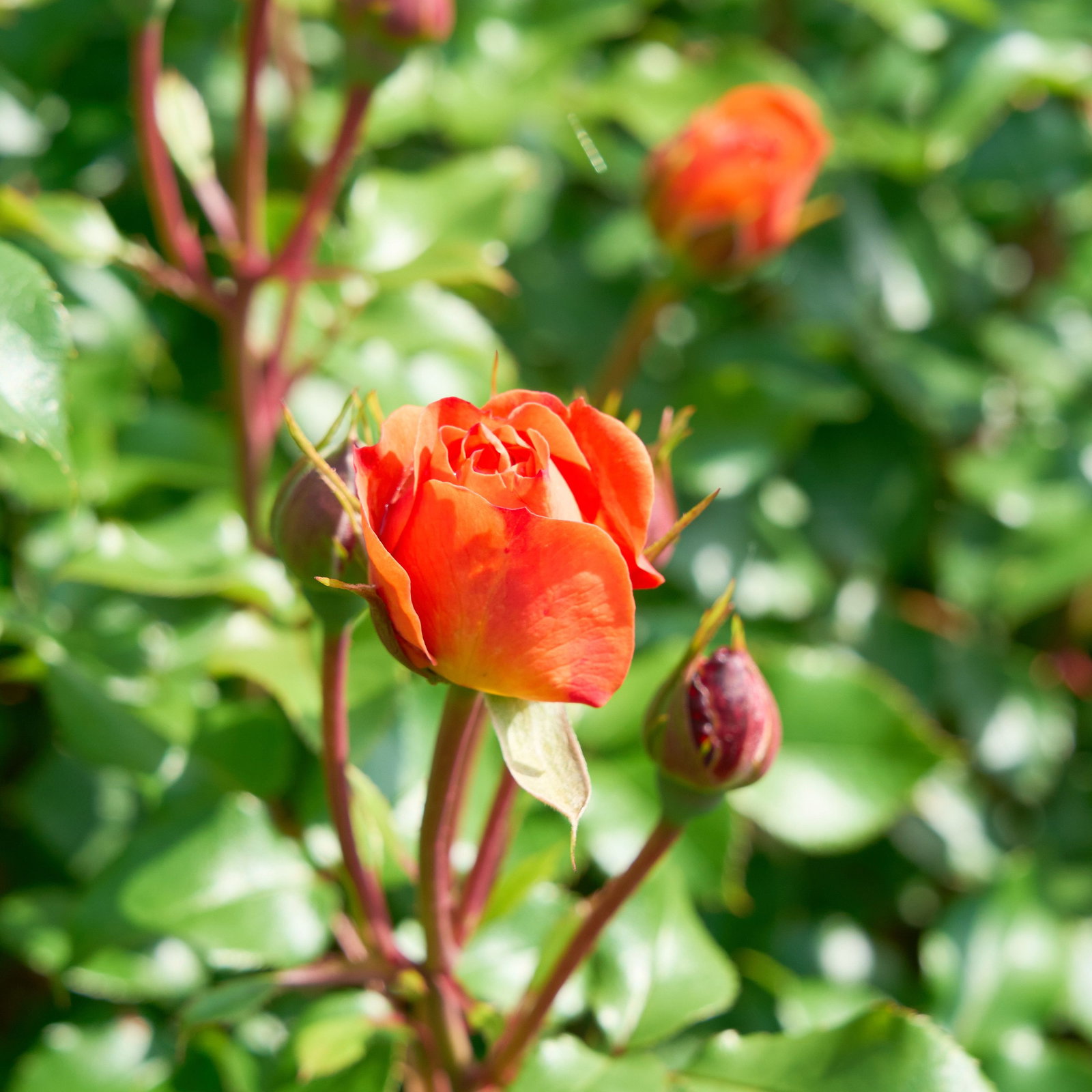 Rose Phoenix - Rosa Phoenix günstig kaufen