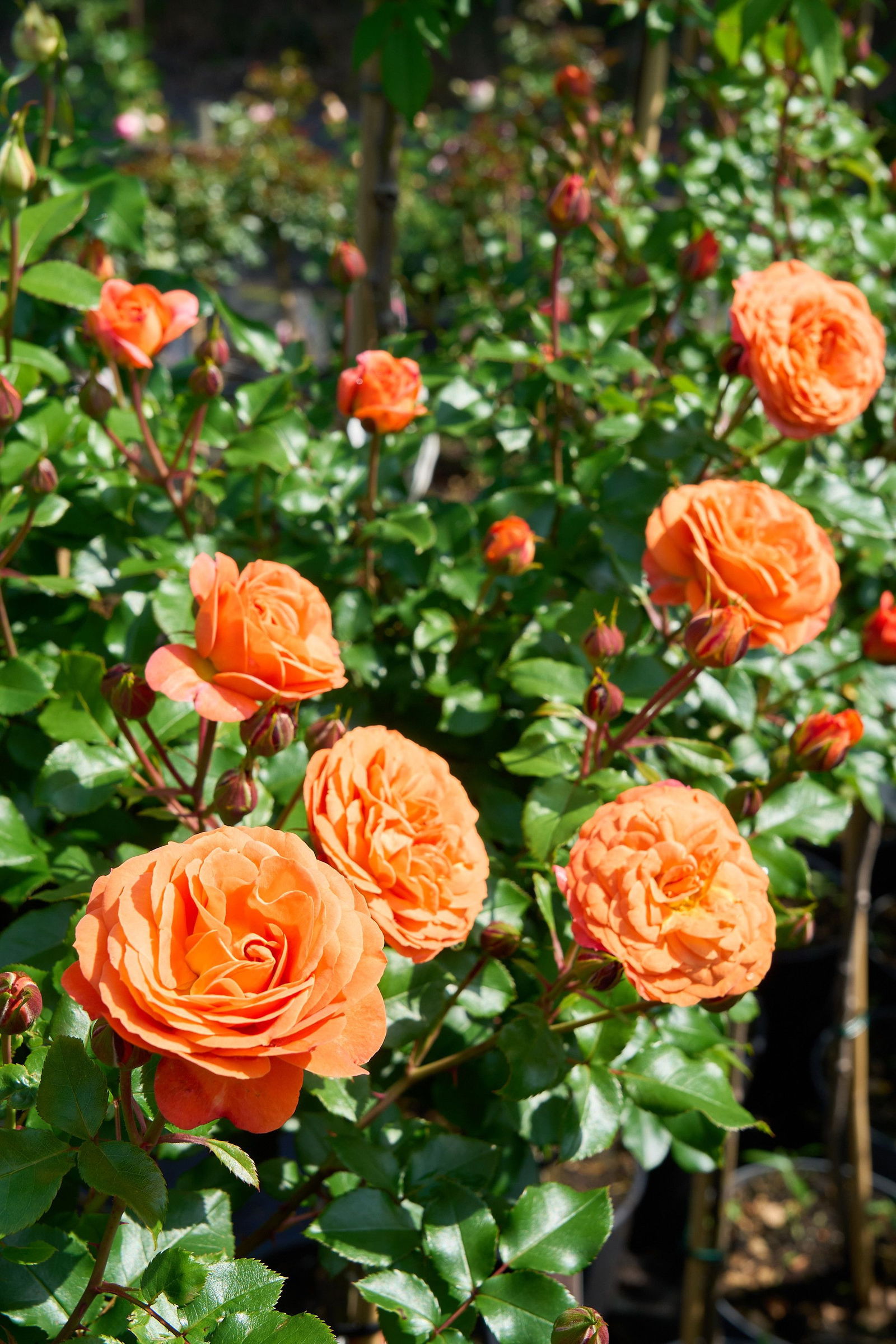 Rose Phoenix - Rosa Phoenix günstig kaufen