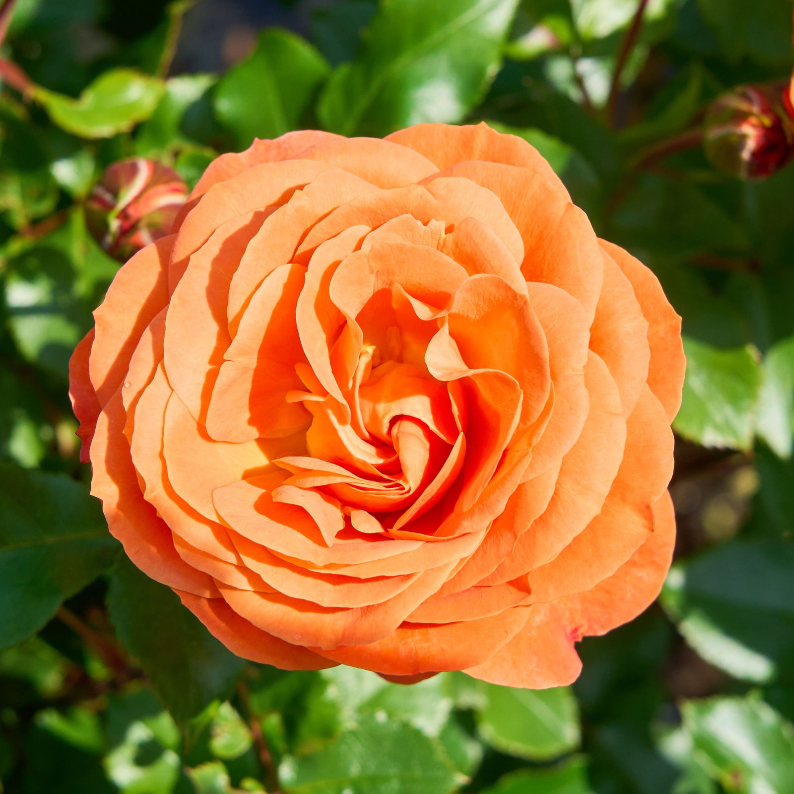 Rose Phoenix - Rosa Phoenix günstig kaufen