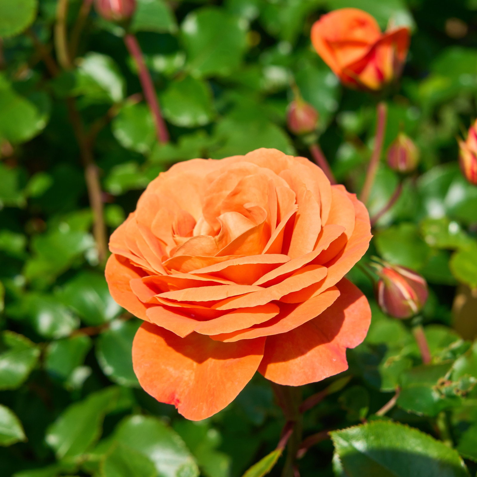 Rose Phoenix - Rosa Phoenix günstig kaufen