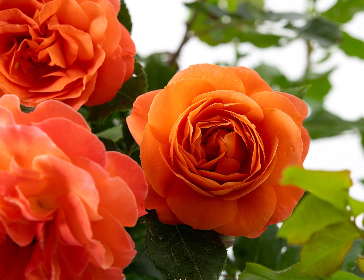 Rose Phoenix - Rosa Phoenix günstig kaufen