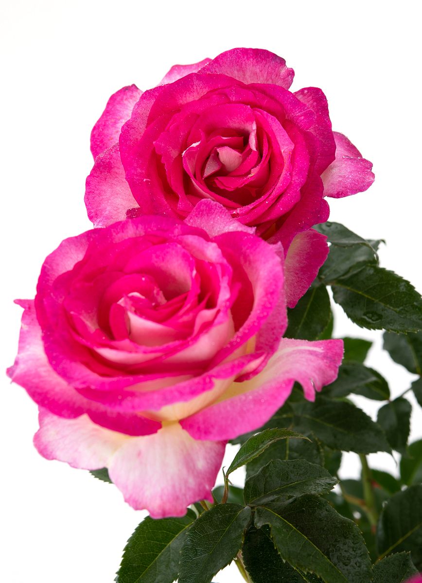 Rose Sweet Delight - Rosa Sweet Delight günstig kaufen